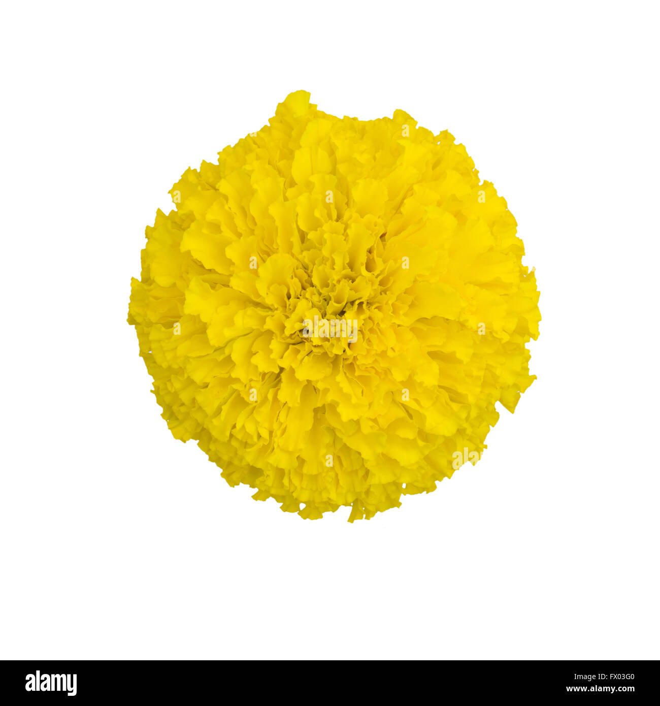 Tagetes yellow marigold flower Cut Out Stock Images & Pictures - Alamy