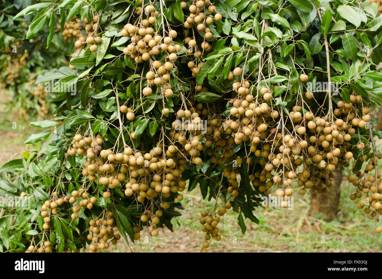 Longan hanging on tree Stock Photo - Alamy