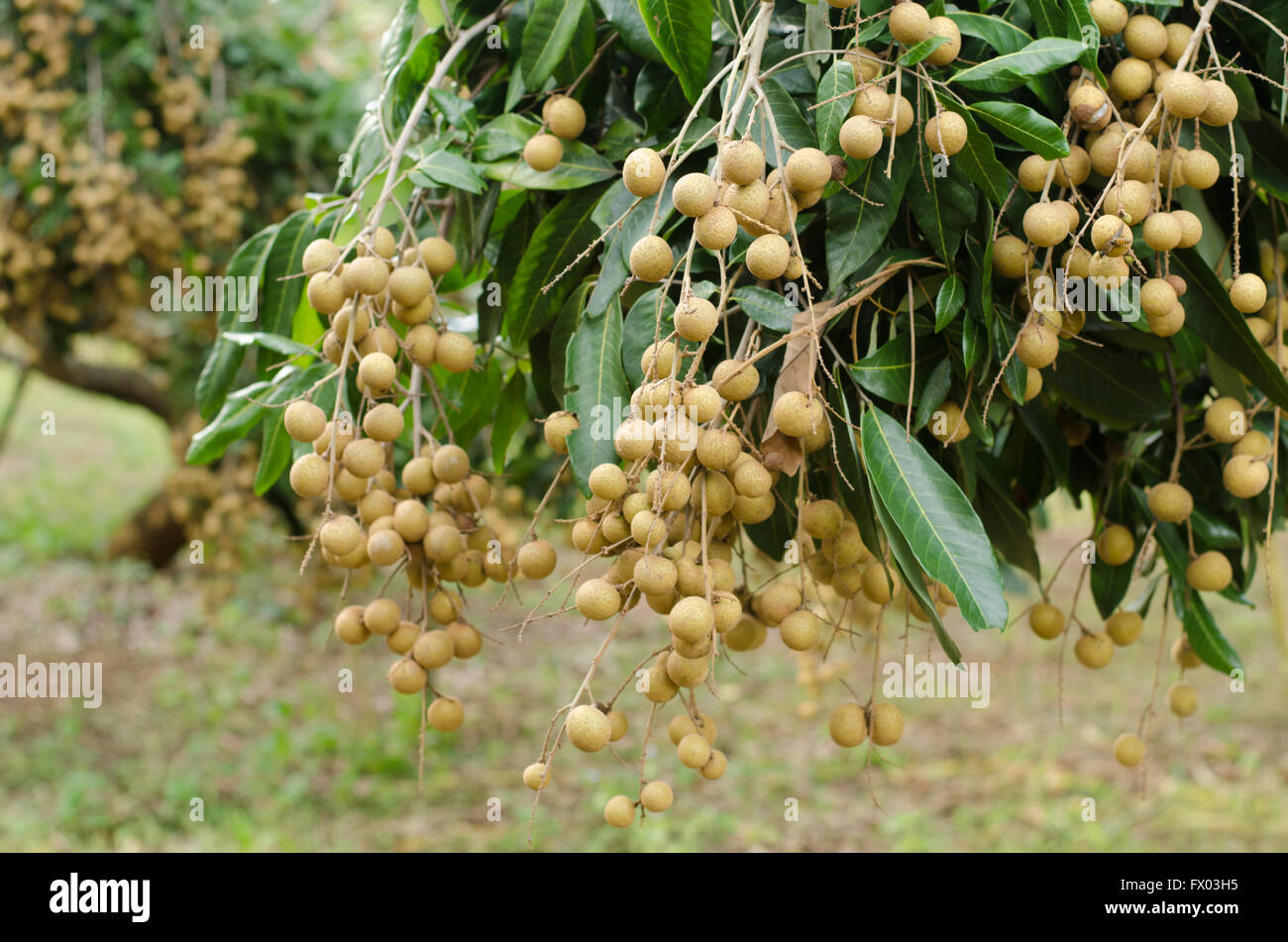 Longan hanging on tree Stock Photo - Alamy