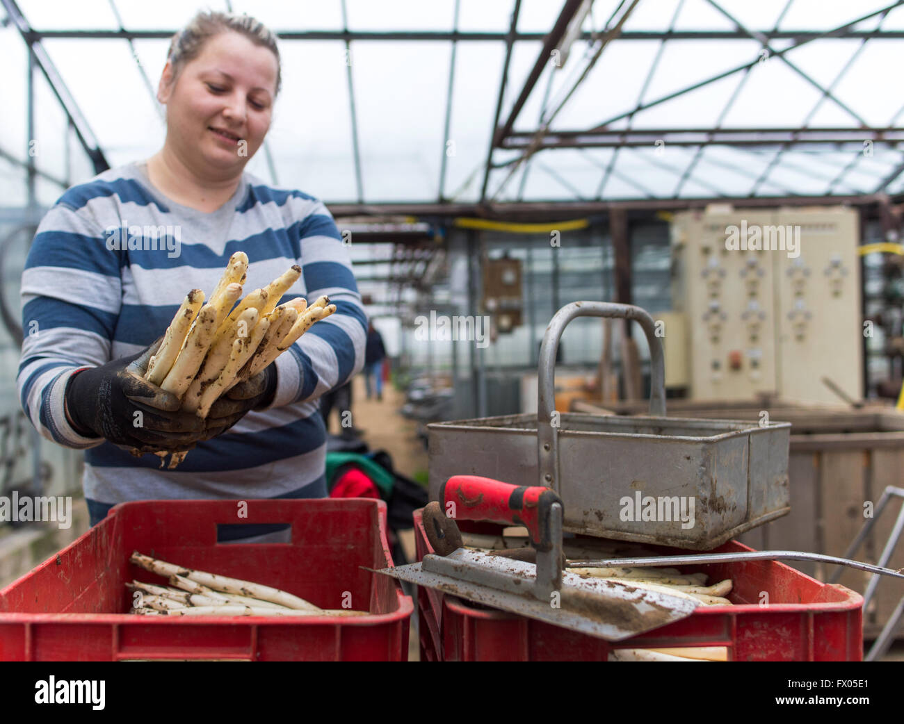 Geldern, Germany. 05th Apr, 2016. A seasonal places freshly harvested ...