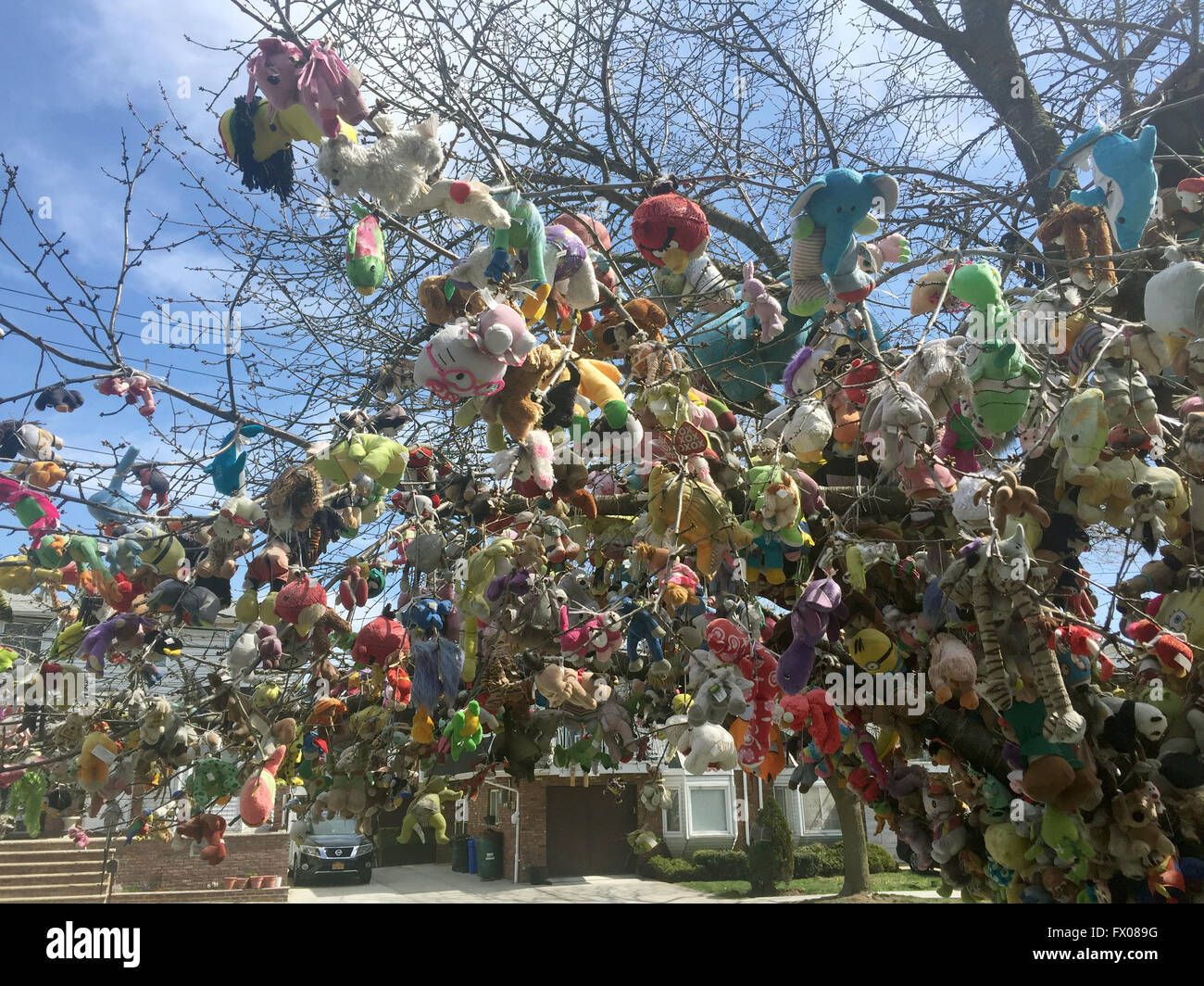 New York, USA. 06th Apr, 2016. The cherry tree Eugene Fellner has ...