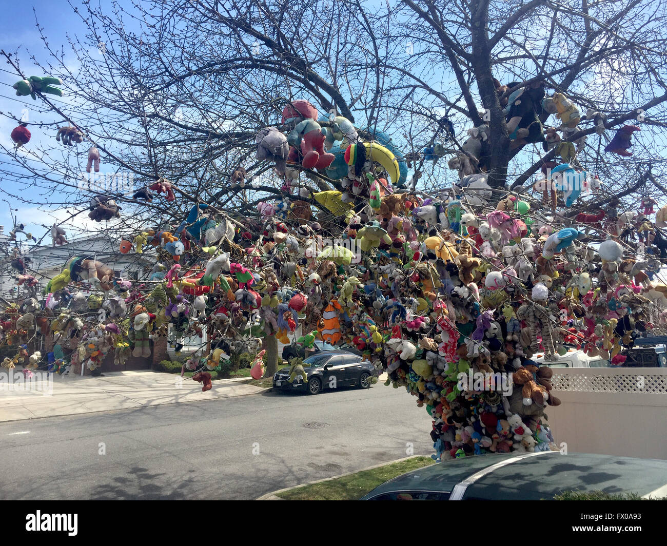 New York, USA. 06th Apr, 2016. The cherry tree Eugene Fellner has ...