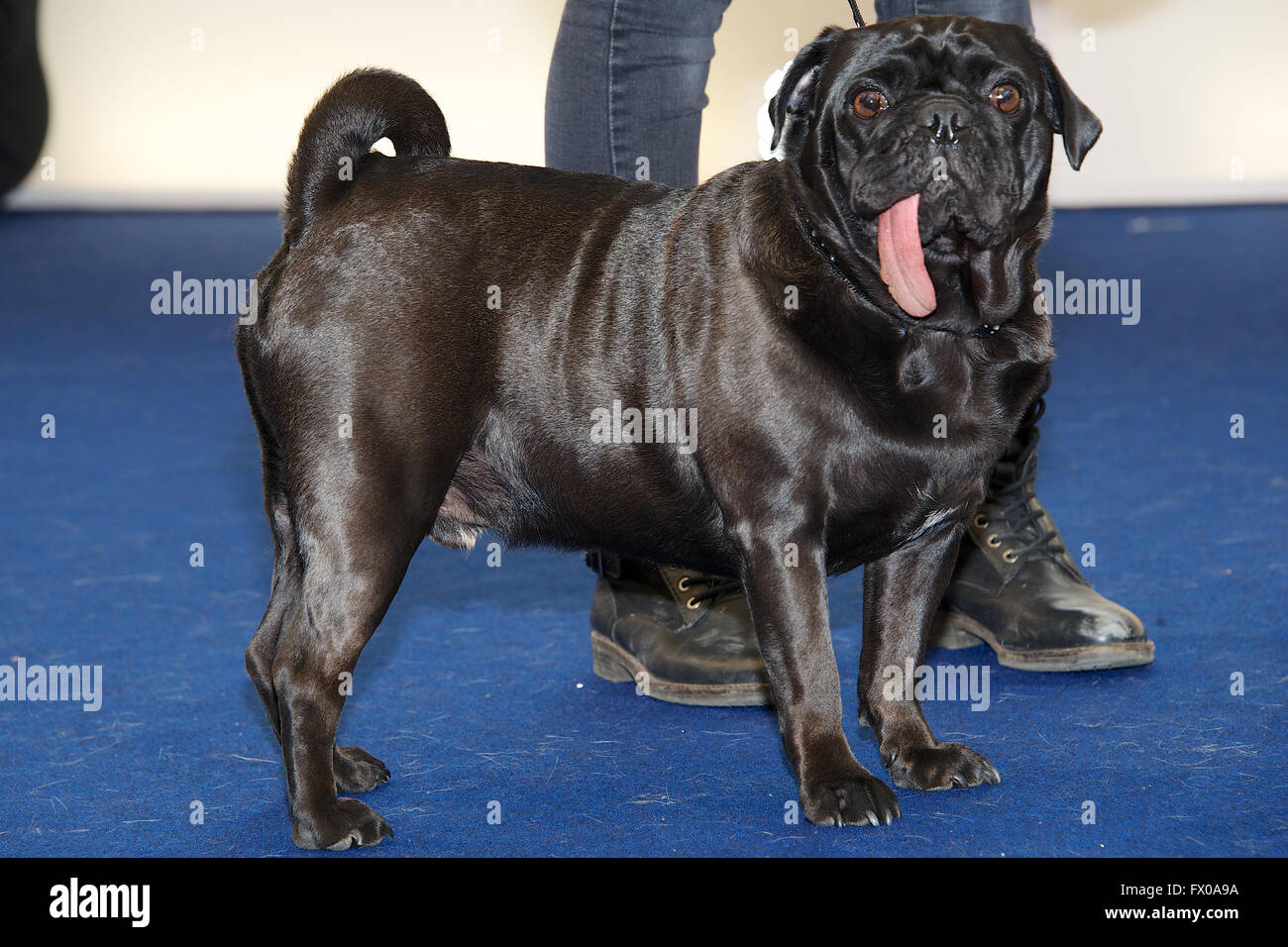 Munich, Germany. 09th Apr, 2016. A pug with a very long tongue can be ...
