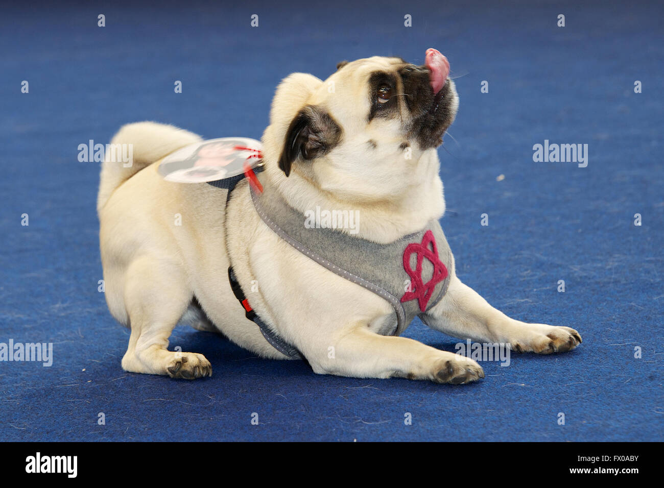 Munich, Germany. 09th Apr, 2016. A pug poses at the Pug Model Casting ...