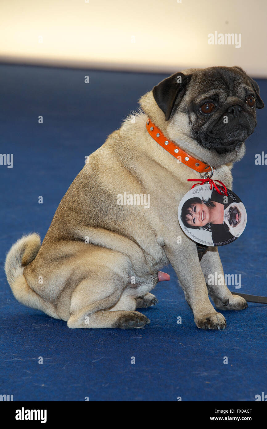 Munich, Germany. 09th Apr, 2016. The pug Amy poses with a picture of ...