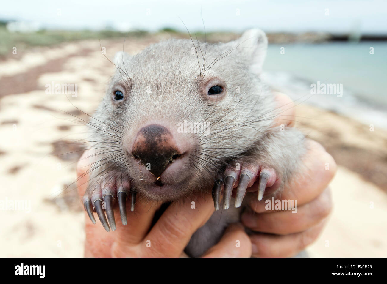 Tasmania, Australia. 08th Apr, 2016. HANDOUT - A handout provided by ...