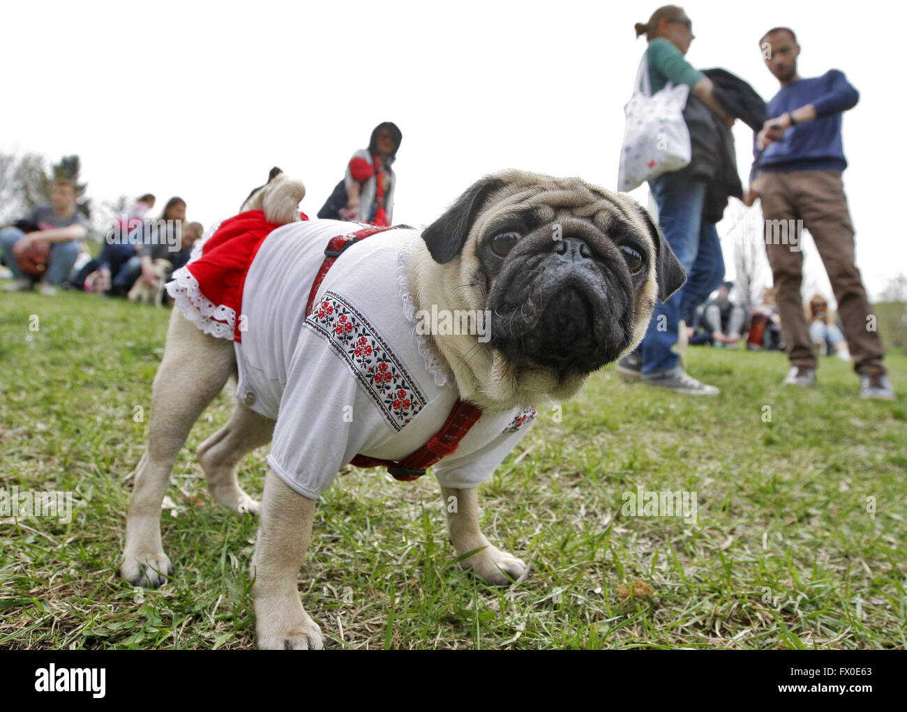 Kiev, Ukraine. 09th Apr, 2016. A pug dressed in vyshyvanka with ...