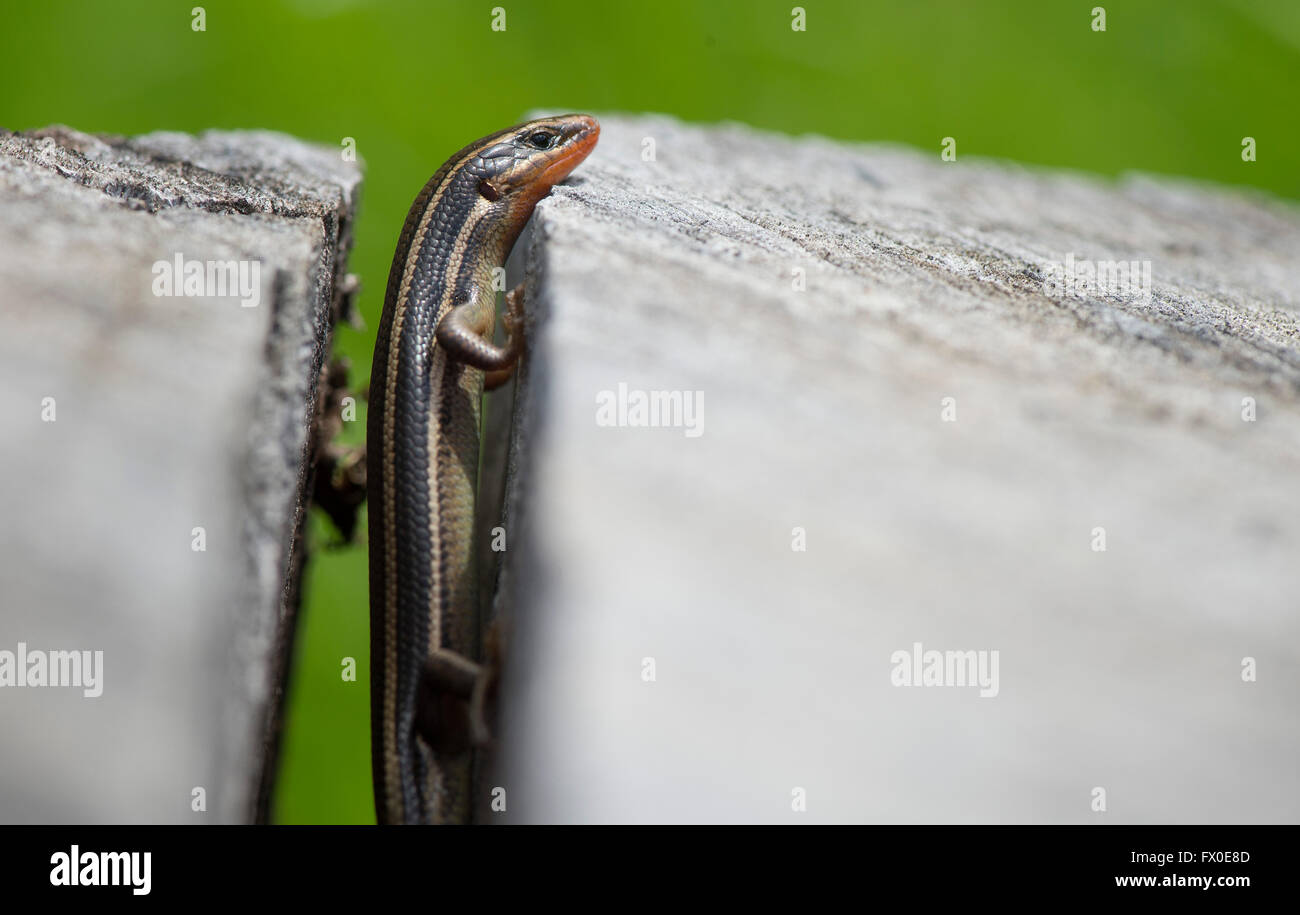 Stump tailed skink hi-res stock photography and images - Alamy