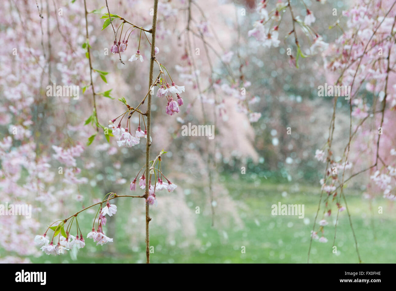 Pink cherry tree and blossoms - Snow falls on spring flowers and cherry ...