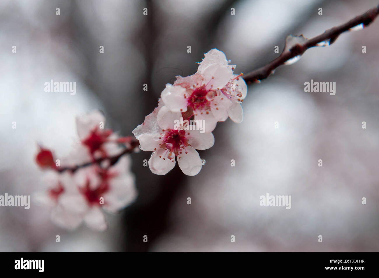 Pink cherry tree blossoms - Snow falls on spring flowers and cherry ...