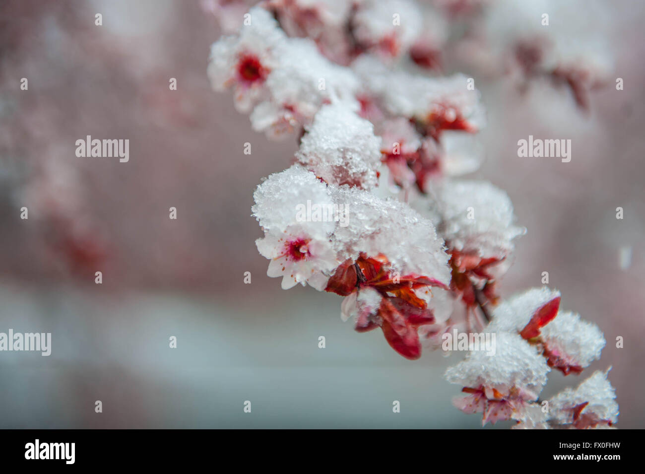 Pink cherry tree blossoms - Snow falls on spring flowers and cherry ...