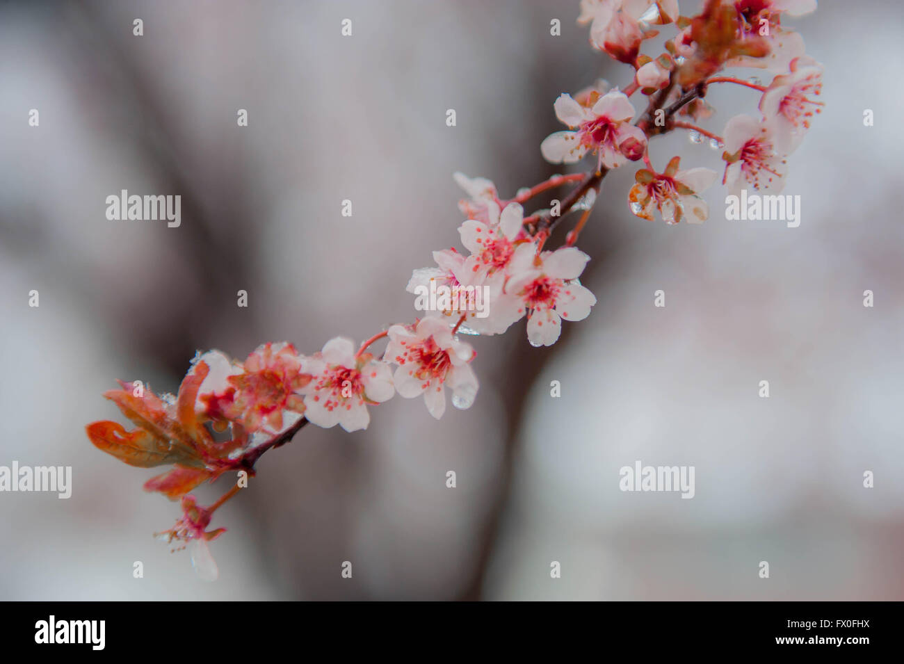 Pink cherry tree blossoms - Snow falls on spring flowers and cherry ...