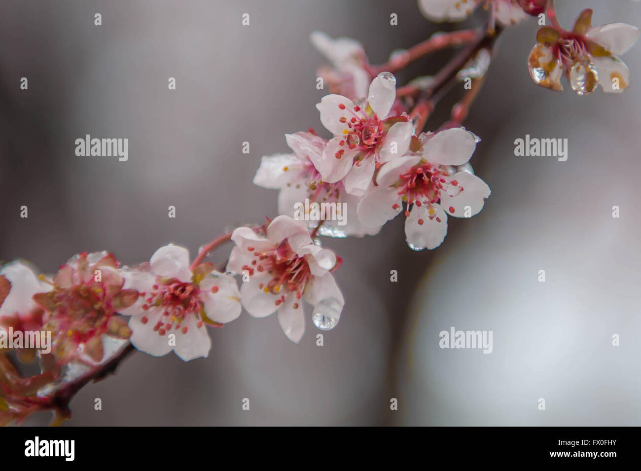 Pink cherry tree blossoms - Snow falls on spring flowers and cherry ...