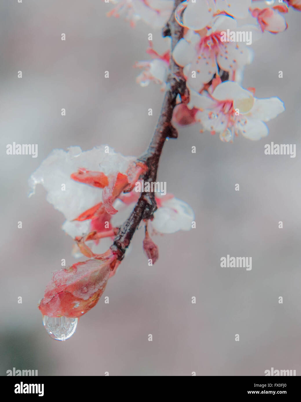 Pink cherry tree blossoms - Snow falls on spring flowers and cherry ...