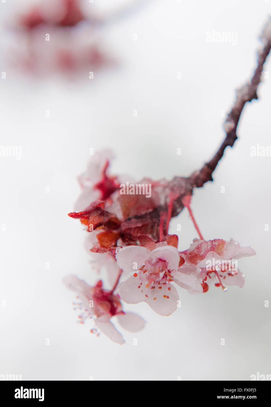Pink cherry tree blossoms - Snow falls on spring flowers and cherry ...