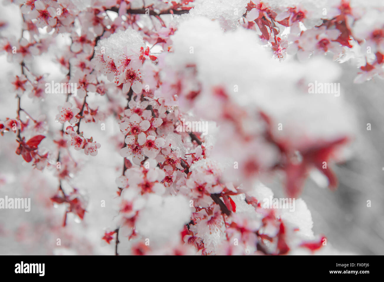 Pink cherry tree blossoms - Snow falls on spring flowers and cherry ...