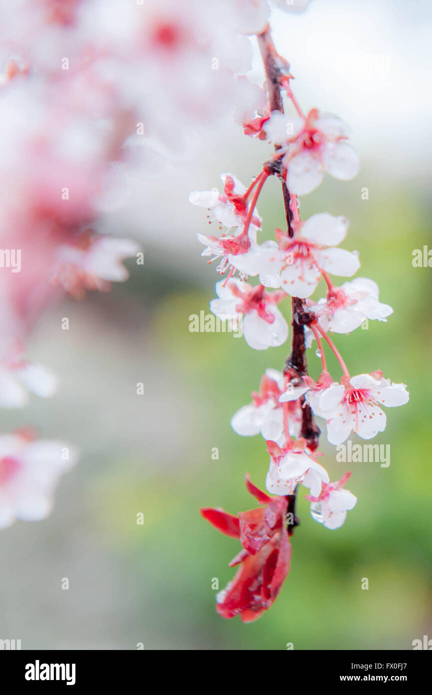 Pink cherry tree blossoms - Snow falls on spring flowers and cherry ...
