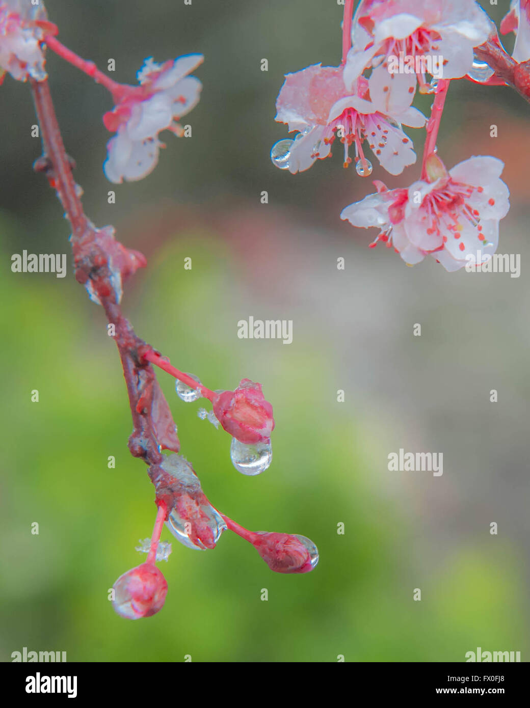 Pink cherry tree blossoms - Snow falls on spring flowers and cherry ...