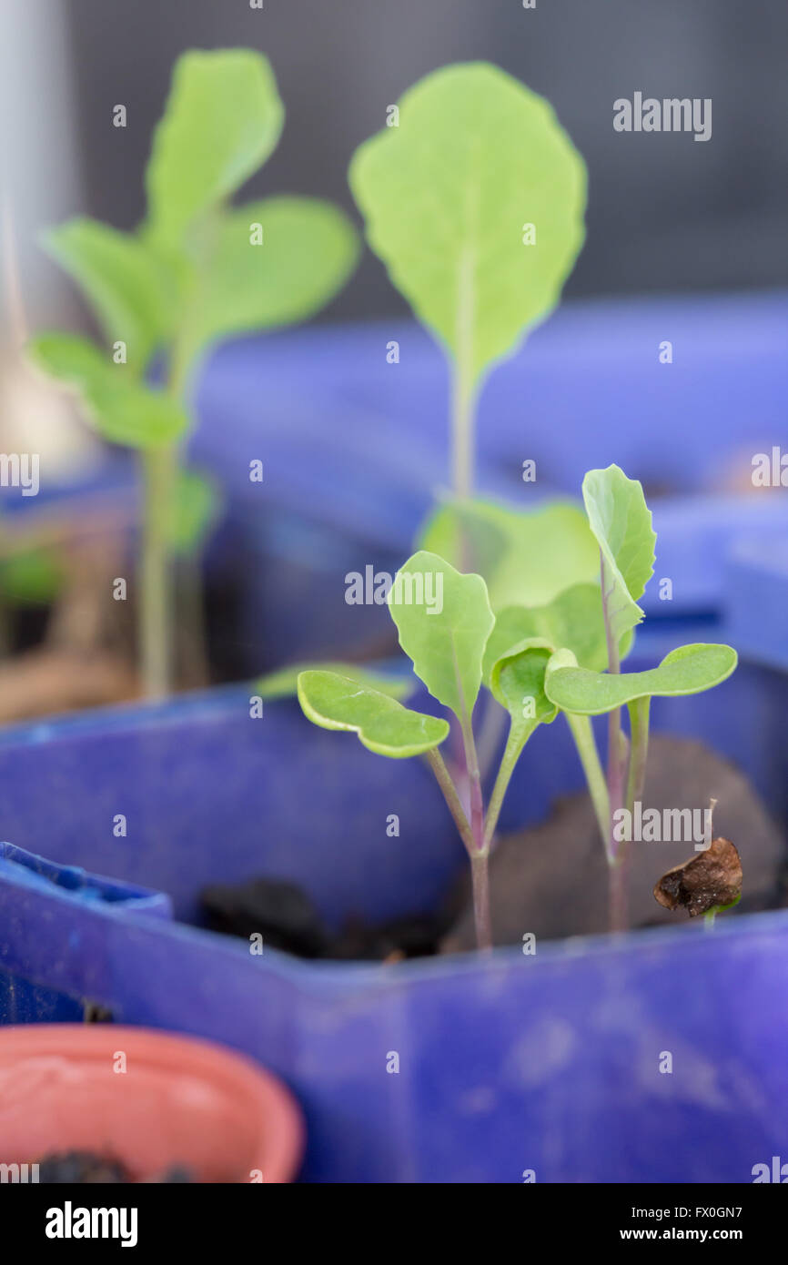 New cabbage seedlings sprouting in a garden in part sun Stock Photo - Alamy