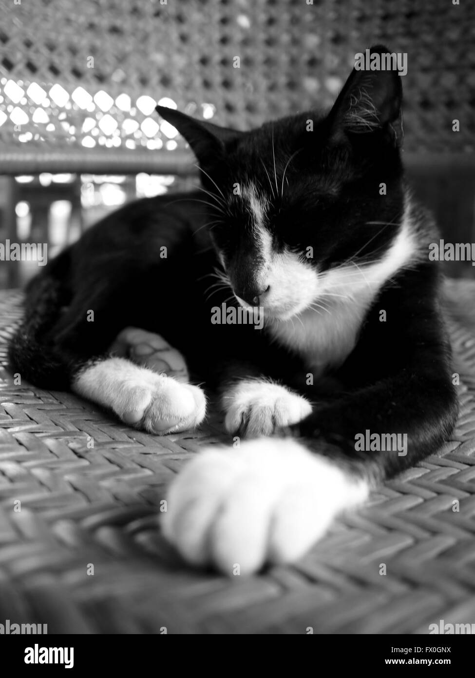 Black and white tomcat hi-res stock photography and images - Alamy
