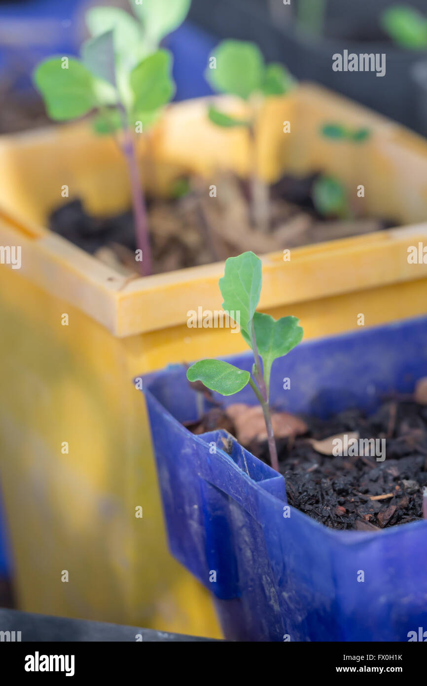 New cabbage seedlings sprouting in a garden in part sun Stock Photo - Alamy