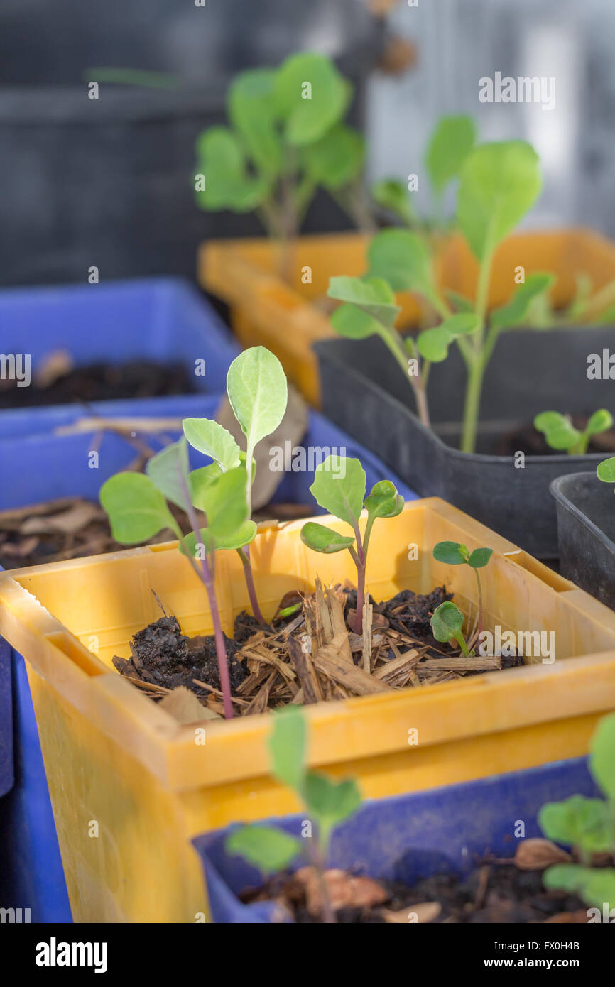 New cabbage seedlings sprouting in a garden in part sun Stock Photo - Alamy