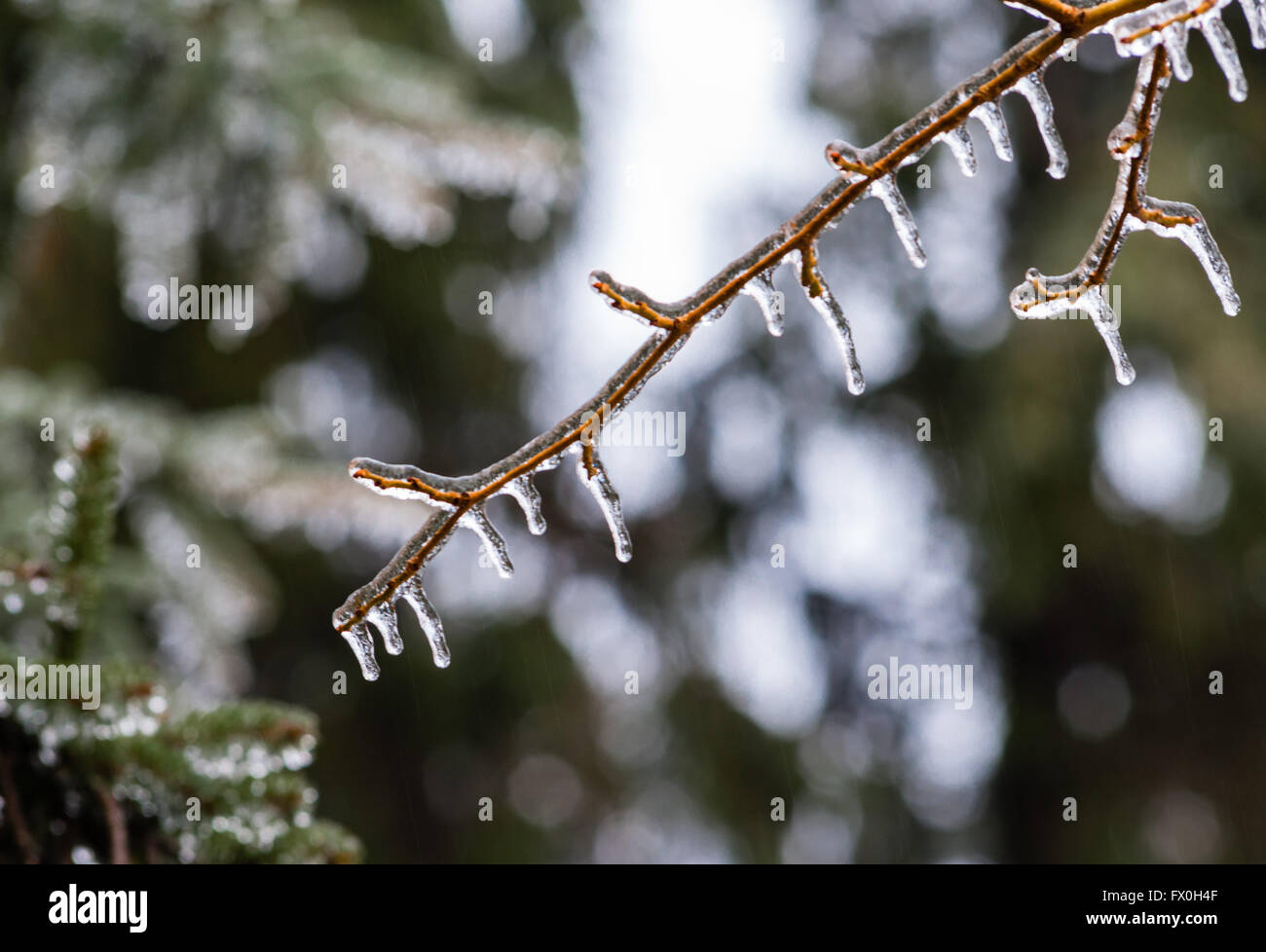 Frozen branch tree outside hi-res stock photography and images - Alamy