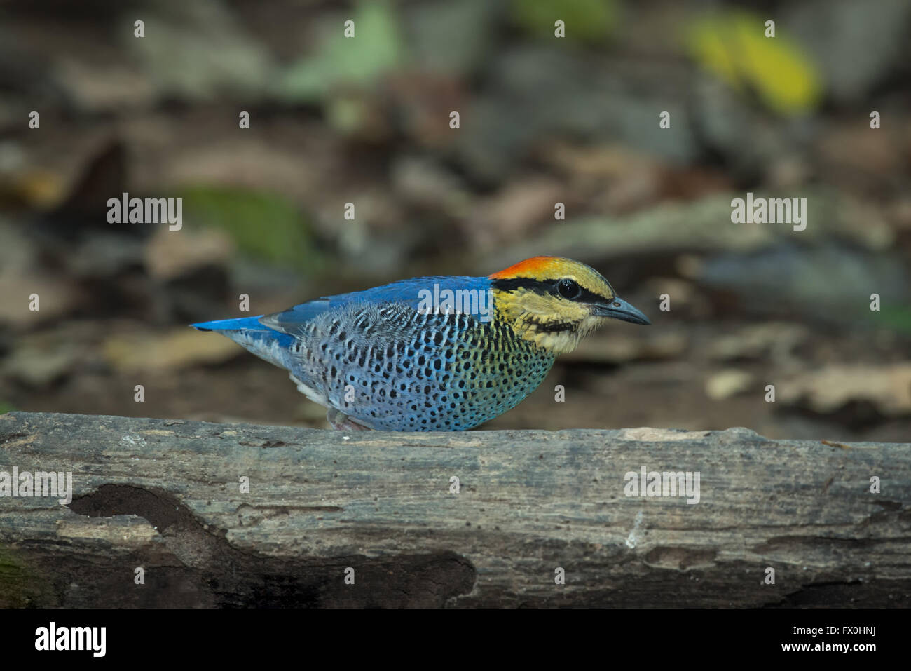 The blue pitta (Hydrornis cyaneus) is a species of bird in the Pittidae ...