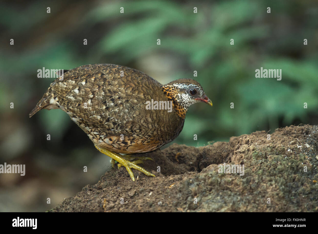 Chestnut necklaced partridge hi-res stock photography and images - Alamy
