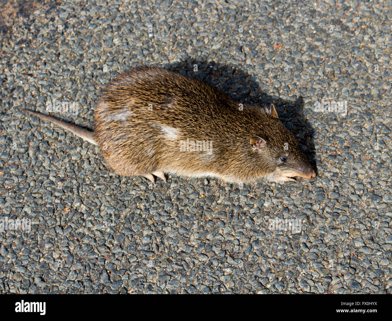Gilbert's Potoroo on the road in Lescehenault Estuary Conservation Park ...