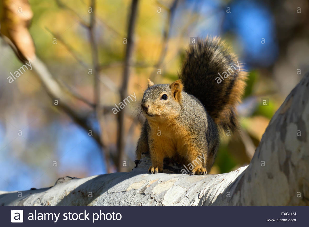 Grey Squirrel Tree Stock Photos & Grey Squirrel Tree Stock Images - Alamy