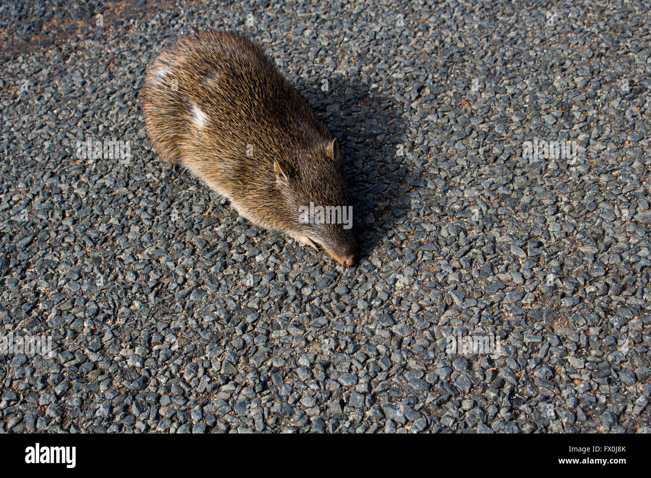 Gilbert's Potoroo on the road in Lescehenault Estuary Conservation Park ...