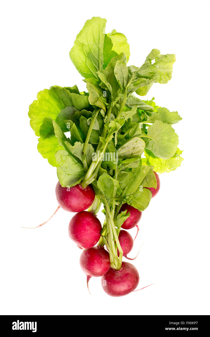 Fresh red radish with leaves isolated on white background Stock Photo ...