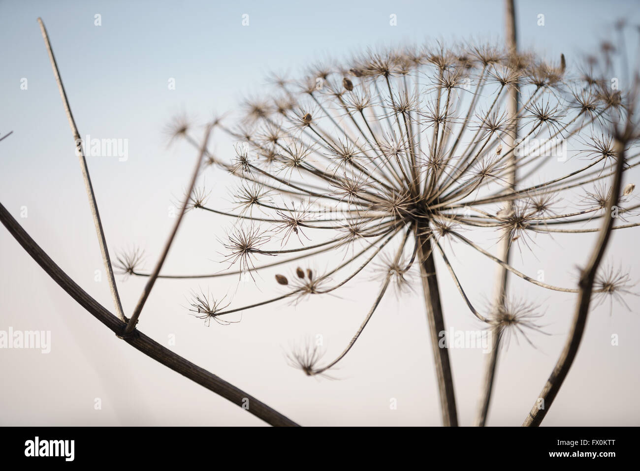 dry cow parsnip plant on field in early spring Stock Photo - Alamy