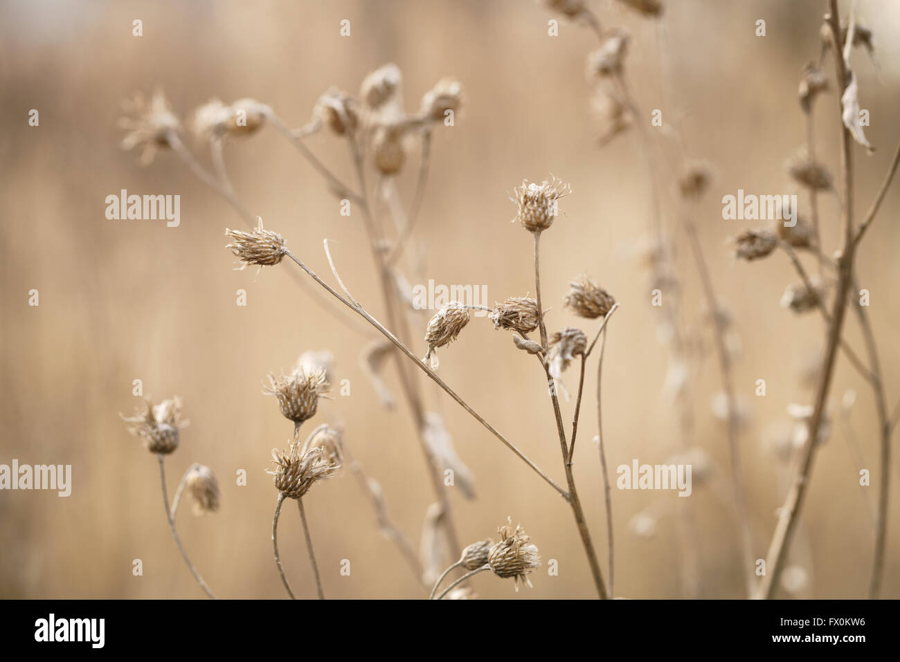 dry bur grass on rural field in early spring Stock Photo - Alamy