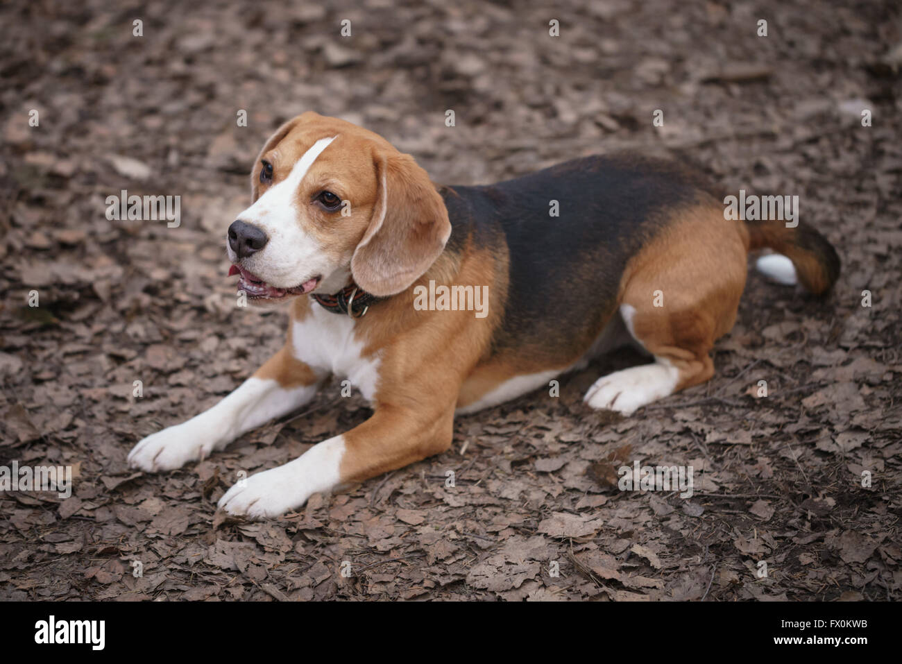Beagle profile hi-res stock photography and images - Alamy