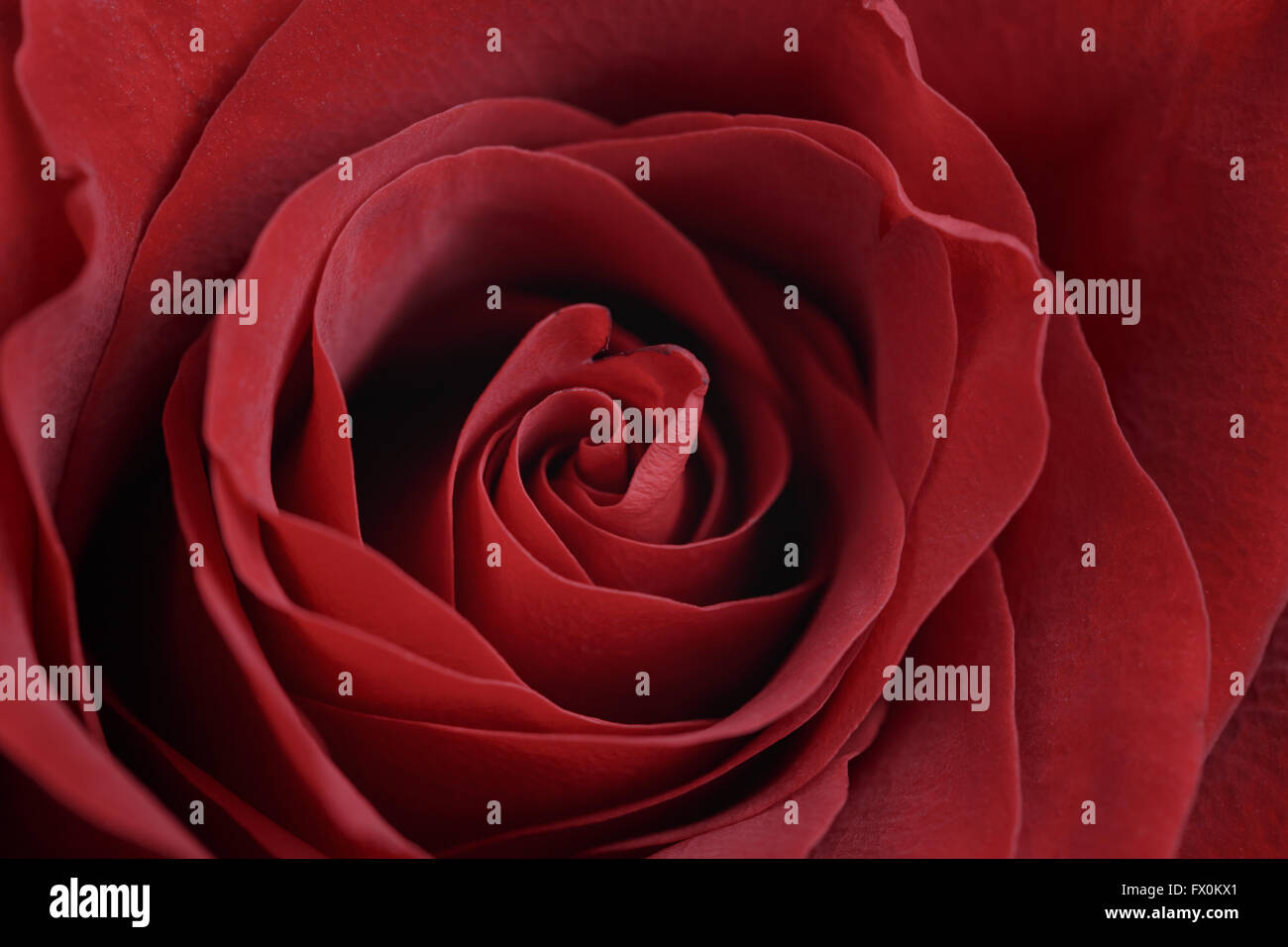 red rose close up photo Stock Photo - Alamy