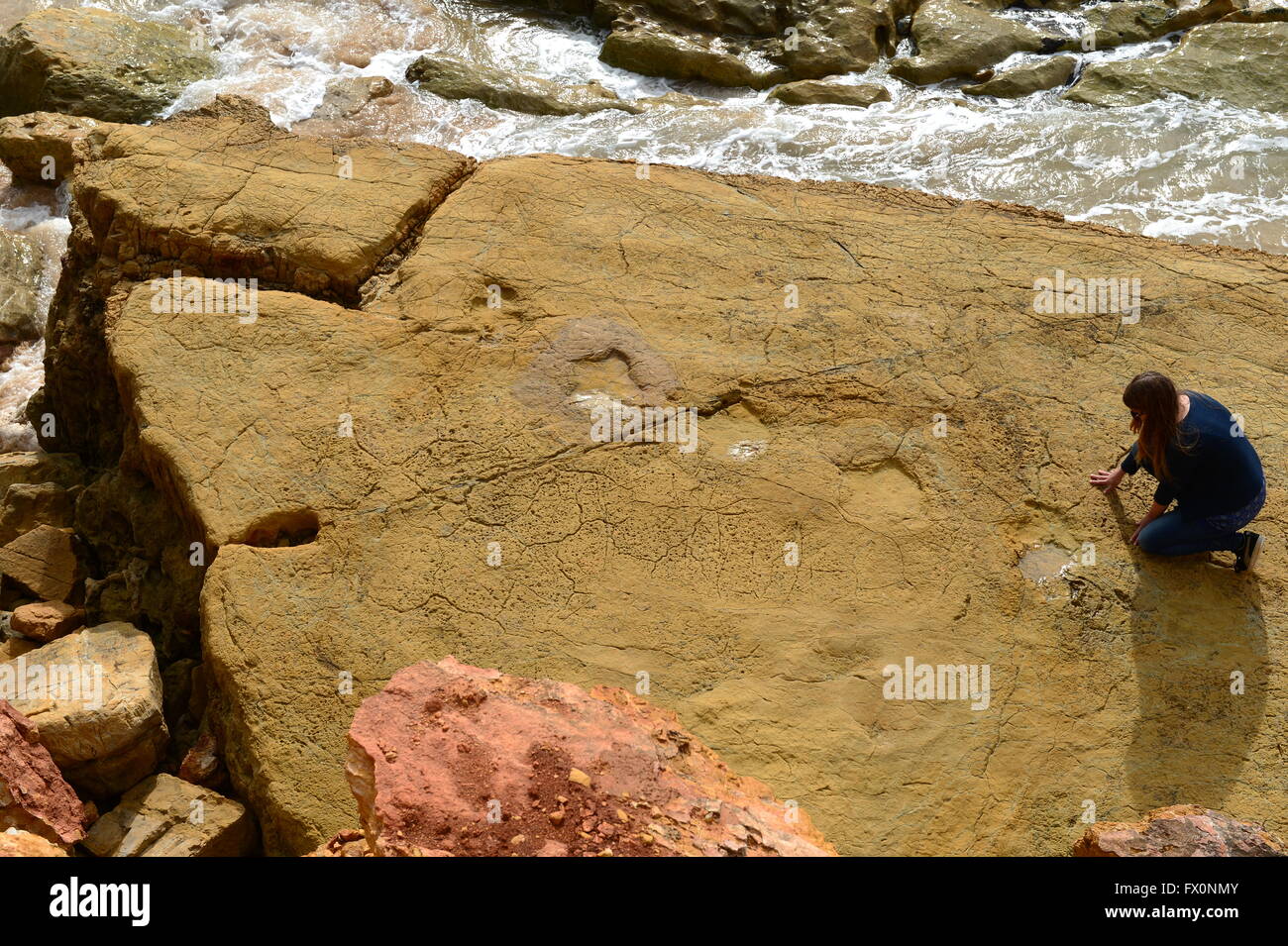 Dinosaur footprints of herbivorous biped or Ornithopod three-toed ...
