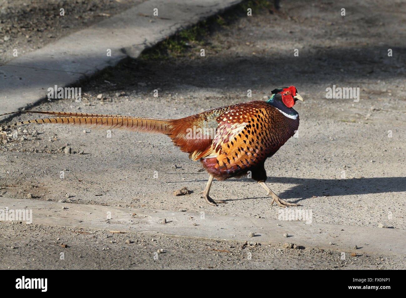 Male pheasant hi-res stock photography and images - Alamy