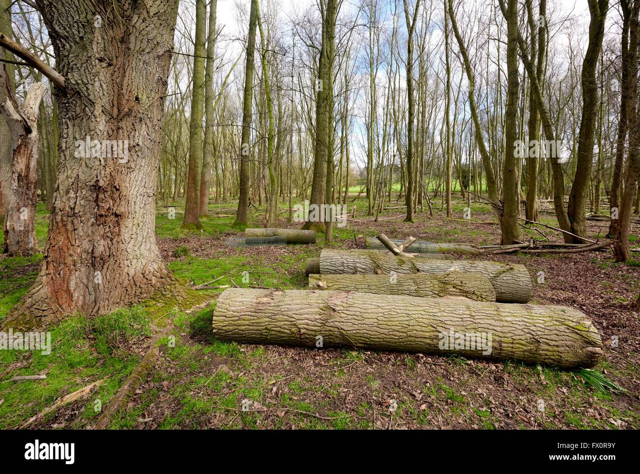 Some cut up tree trunks in a forest clearing England UK Stock Photo - Alamy