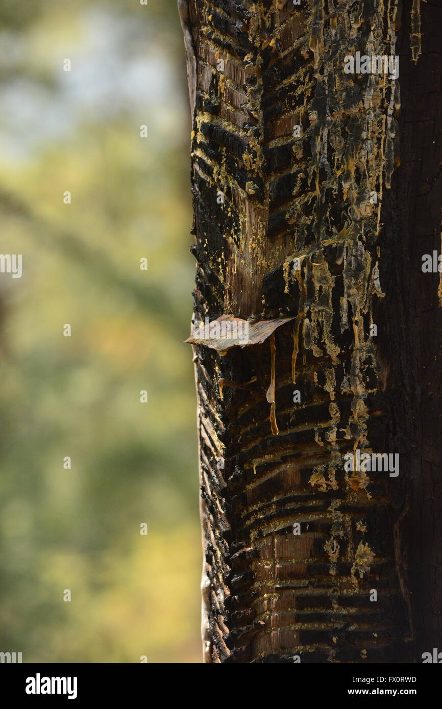 Rubber extraction hi-res stock photography and images - Alamy