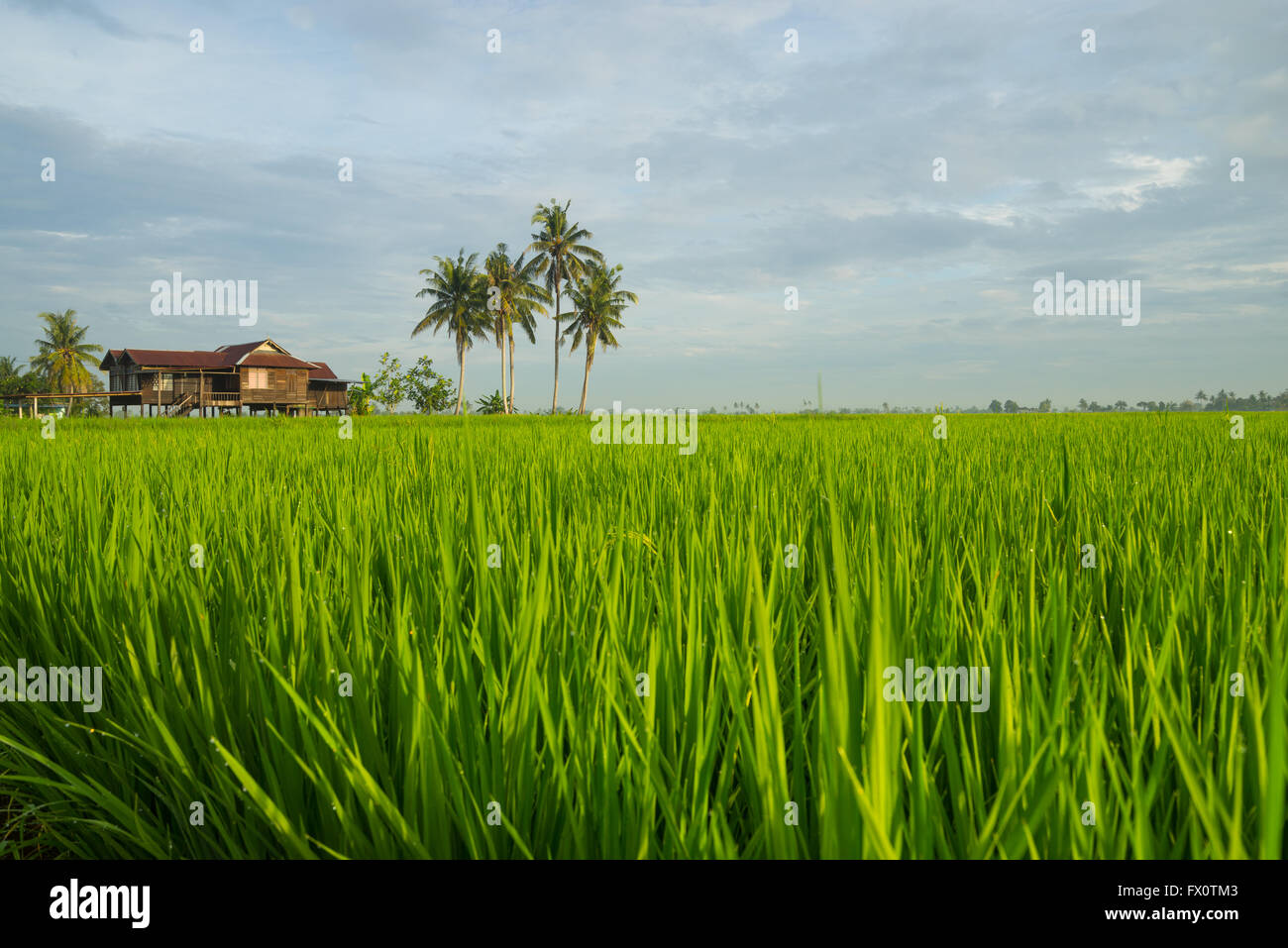 Morning view over paddy fields in Selangor, Malaysia Stock Photo - Alamy
