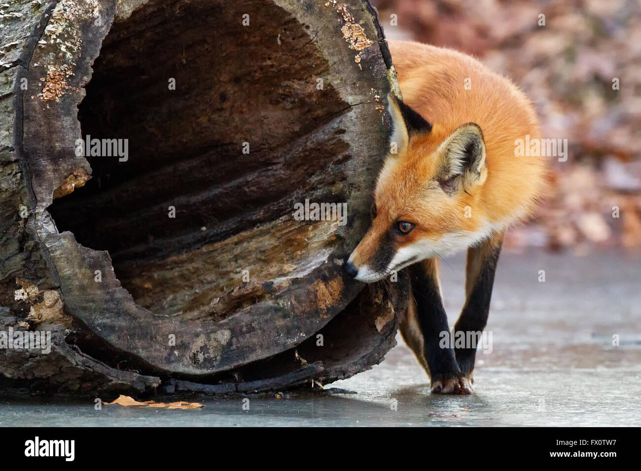 Fox looking up hi-res stock photography and images - Alamy