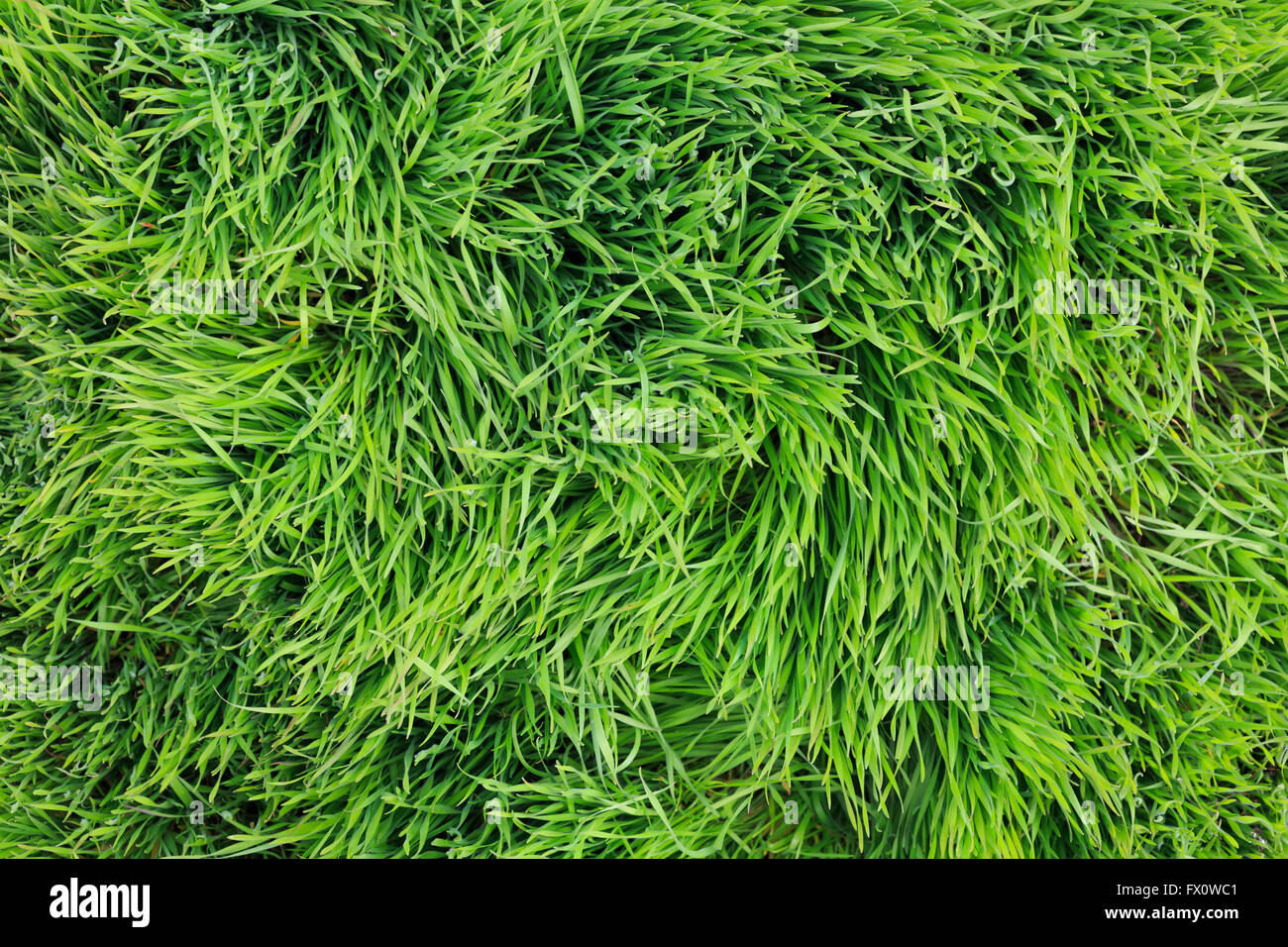 Large leaves of green grass top view Stock Photo - Alamy