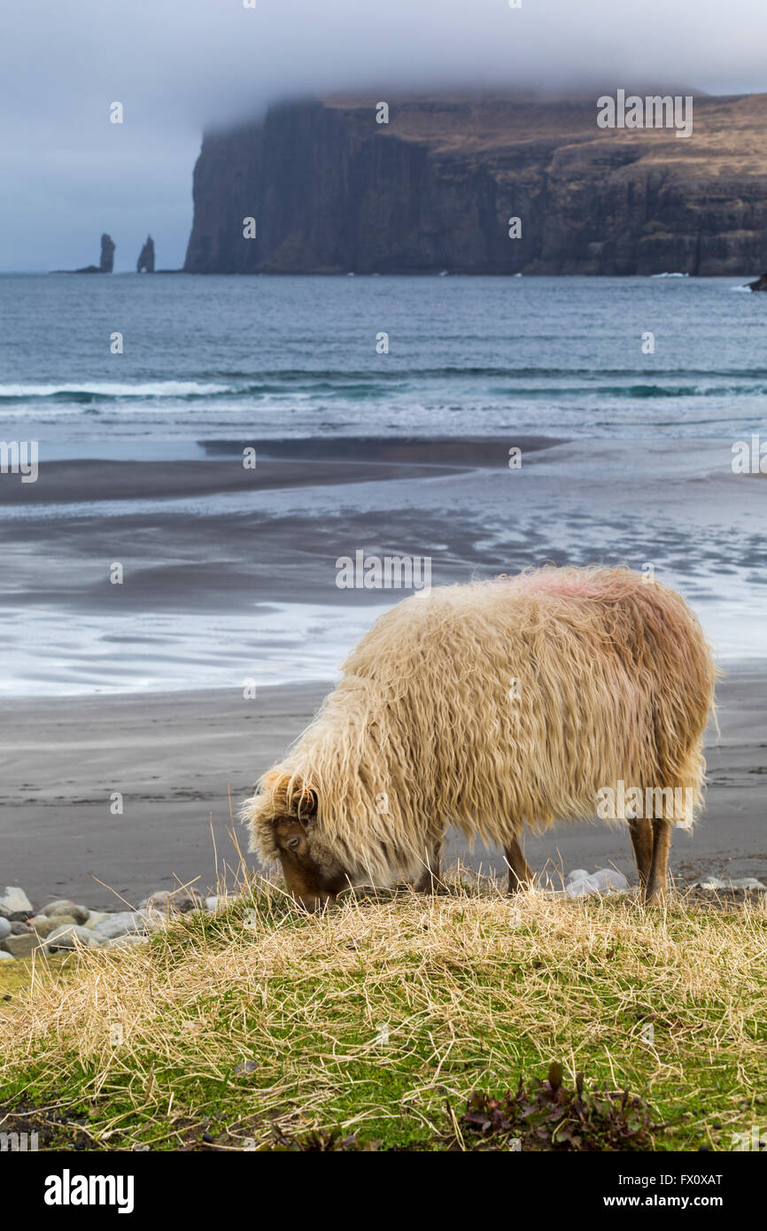 Sheep grazing with Risin and Kellingin sea stacks in the distance at ...