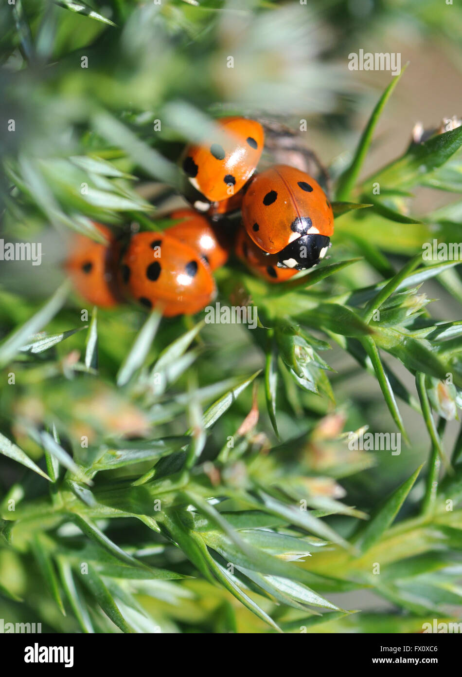 Ladybirds uk group hi-res stock photography and images - Alamy