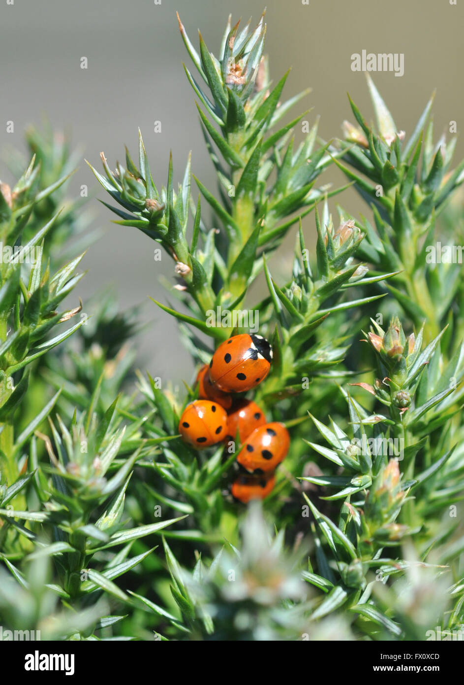 Ladybirds uk group hi-res stock photography and images - Alamy