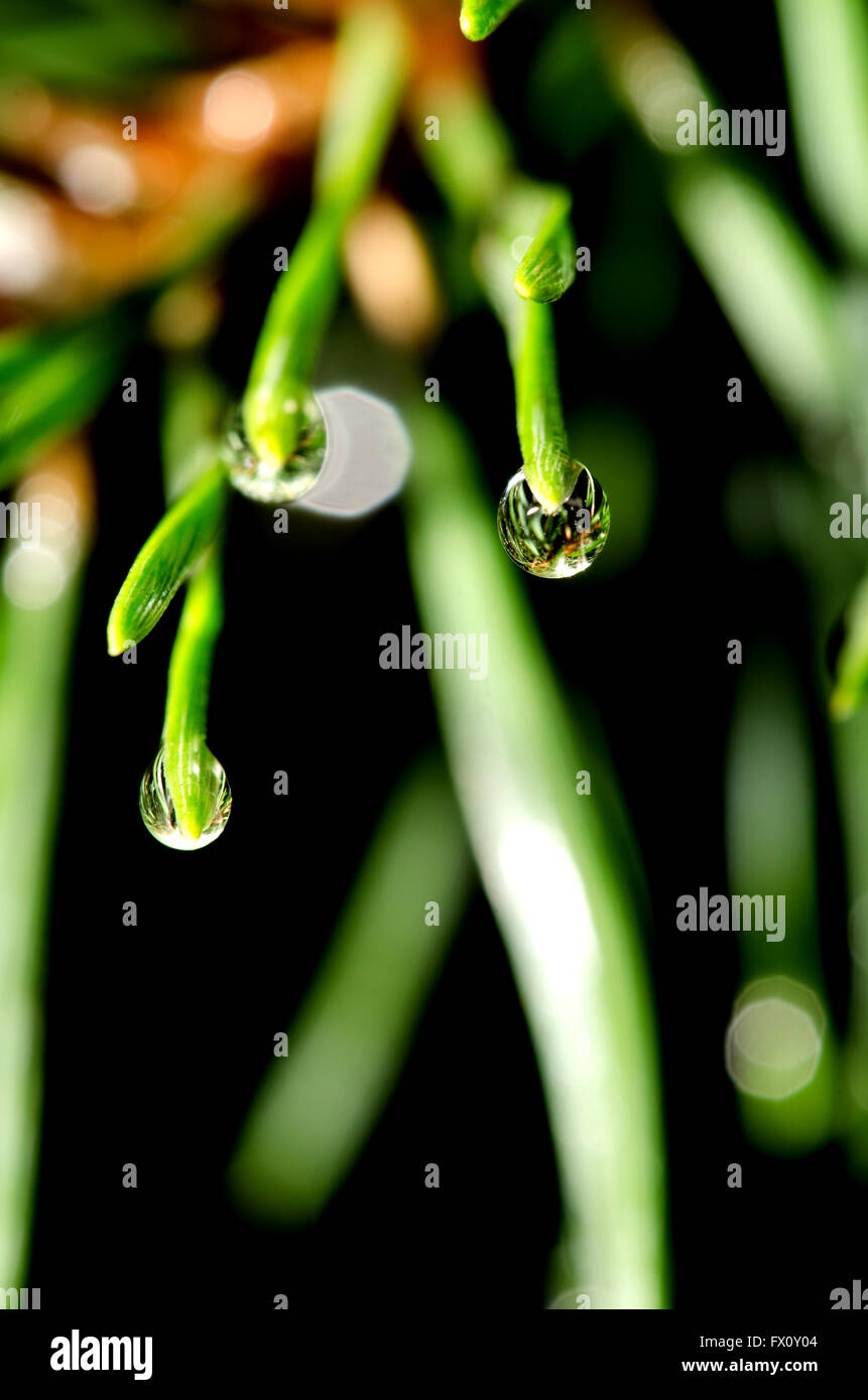 Pine tree needles with water drops isolated on black background Stock ...