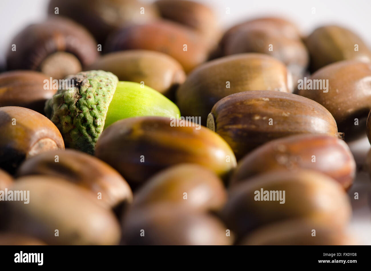 Ripe acorns hi-res stock photography and images - Alamy