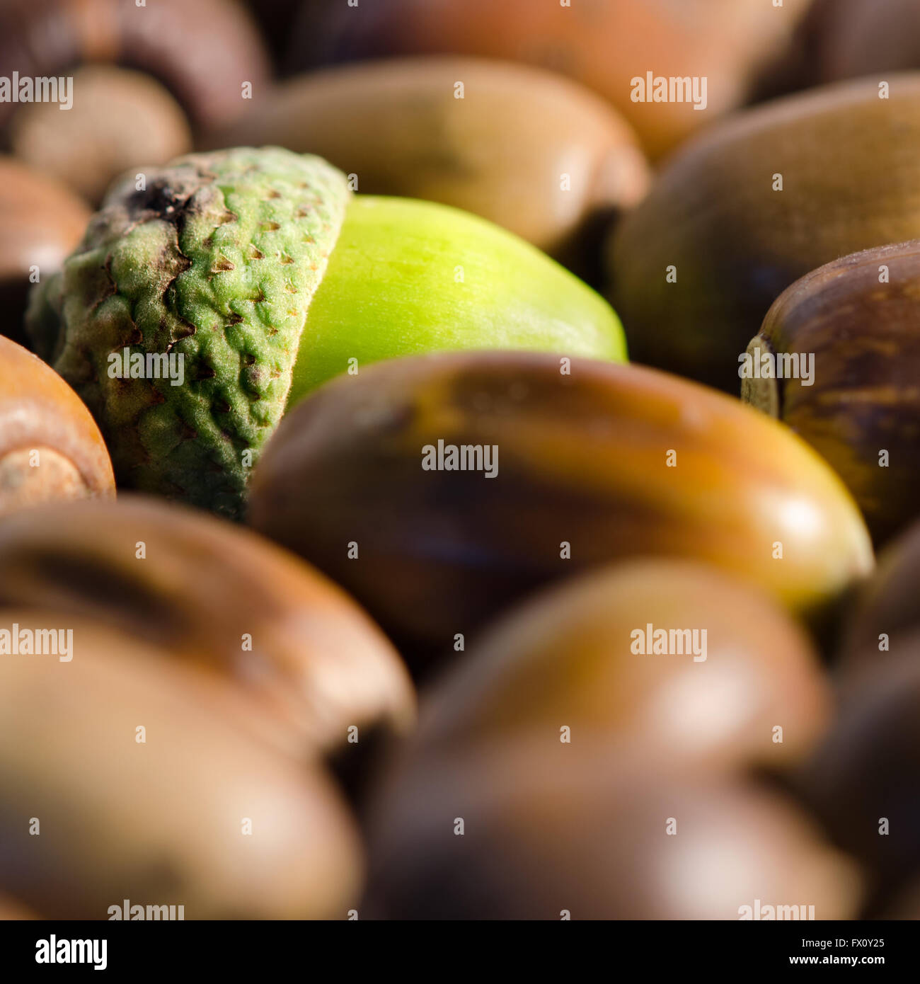 Ripe acorns hi-res stock photography and images - Alamy